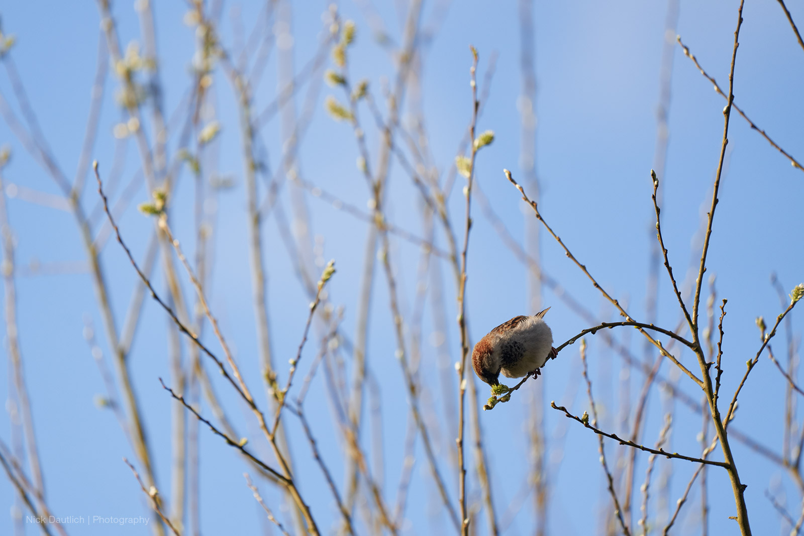 10 Garden Bird Photography Tips | Blog | Park Cameras