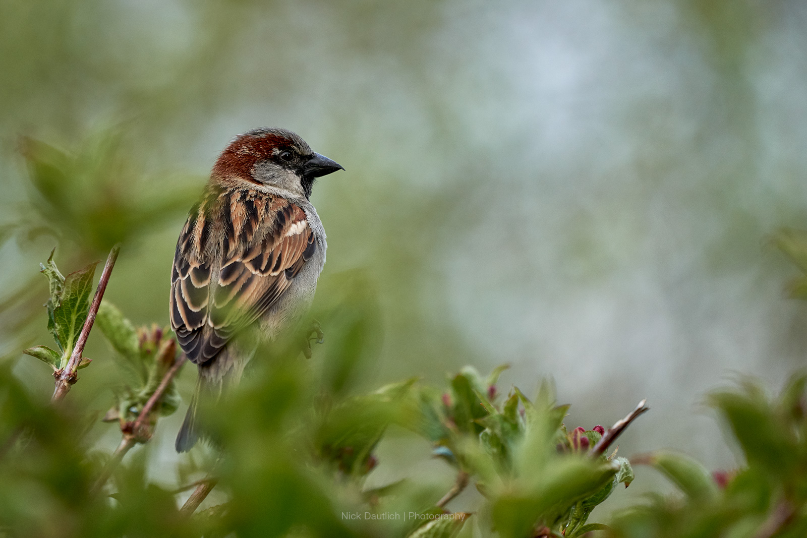 10 Garden Bird Photography Tips | Blog | Park Cameras