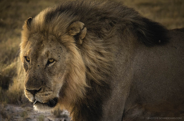 Sony RX10 III African Wildlife Photos | Blog | Park Cameras