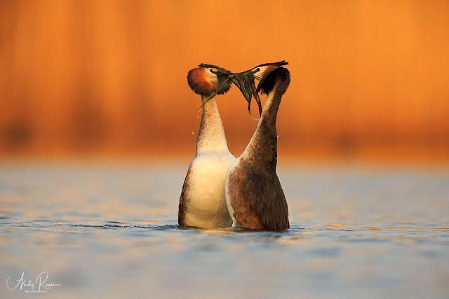 Photographer Andy Rouse Quickfire | Blog | Park Cameras