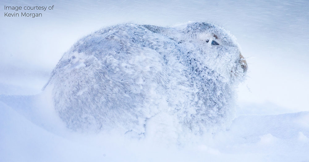 Mountain Hares – how to capture fantastic photos; with Kevin Morgan ...